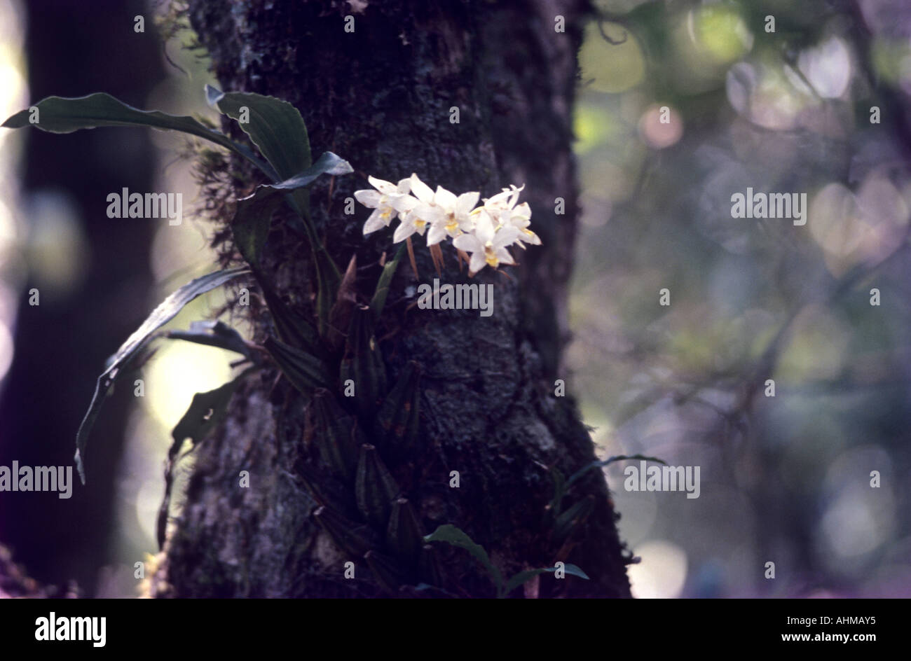 Coelogyneae hi-res stock photography and images - Alamy