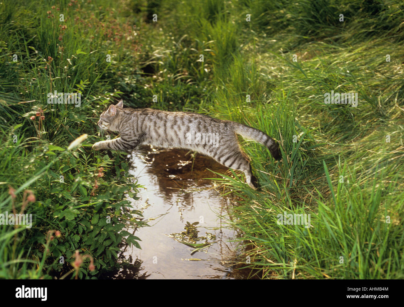 Jumping over stream hi-res stock photography and images - Alamy