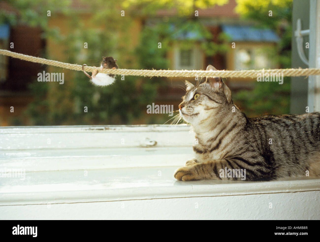 domestic cat watching mouse Stock Photo - Alamy