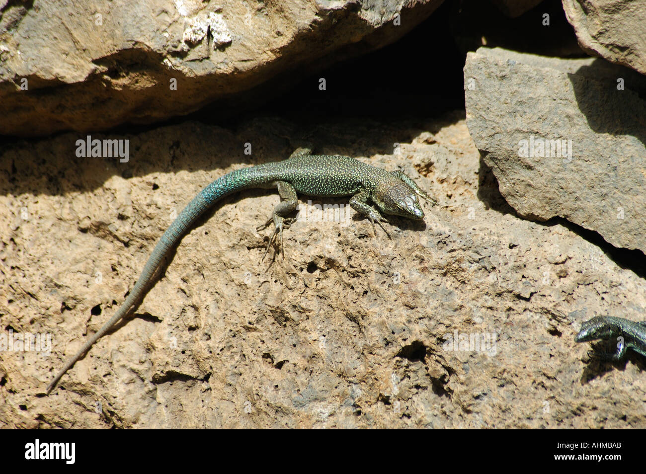 Moorish Gecko Tarentola mauritanica Lizard Stock Photo - Alamy