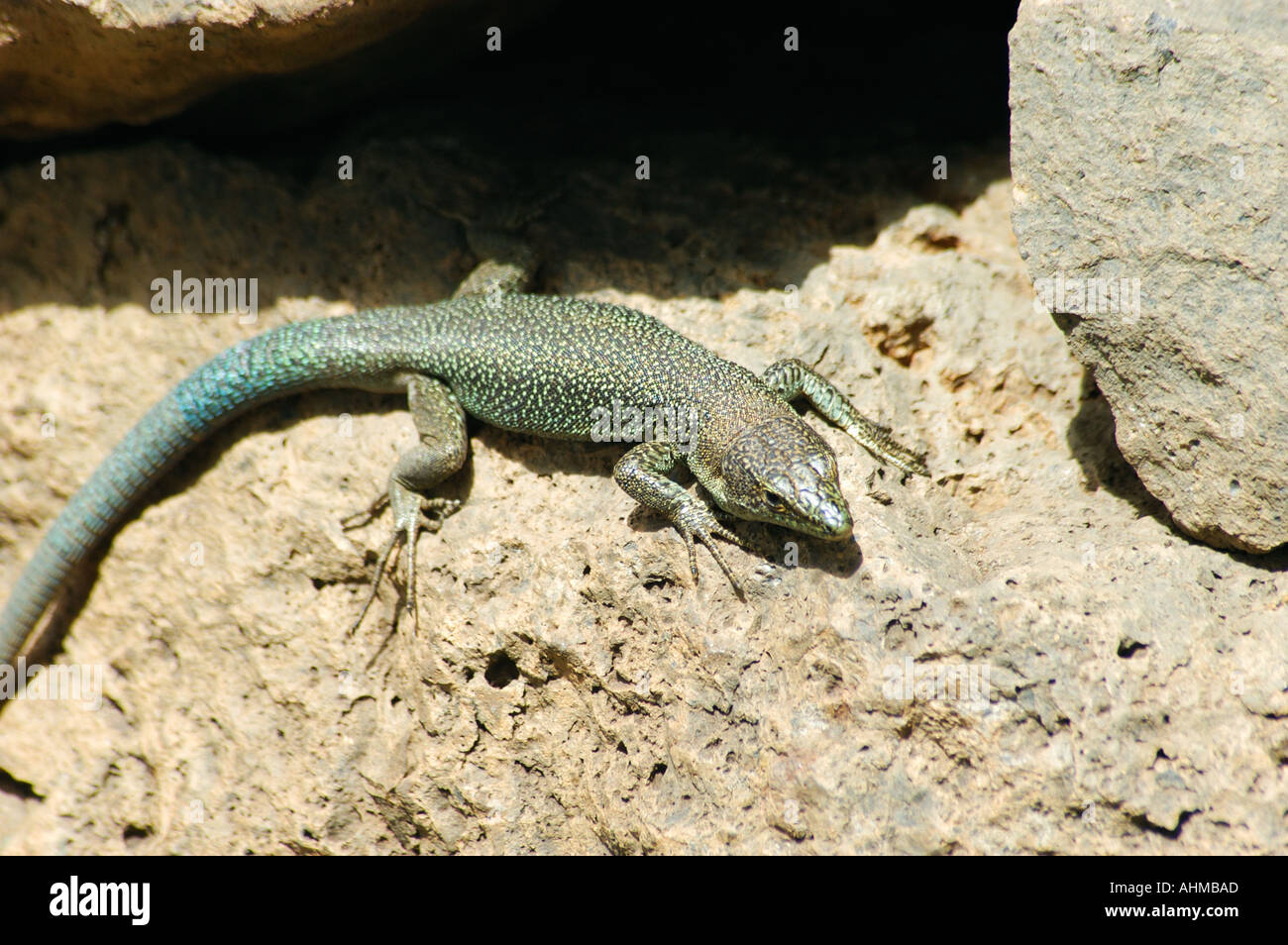 Moorish Gecko Tarentola mauritanica Lizard Stock Photo - Alamy