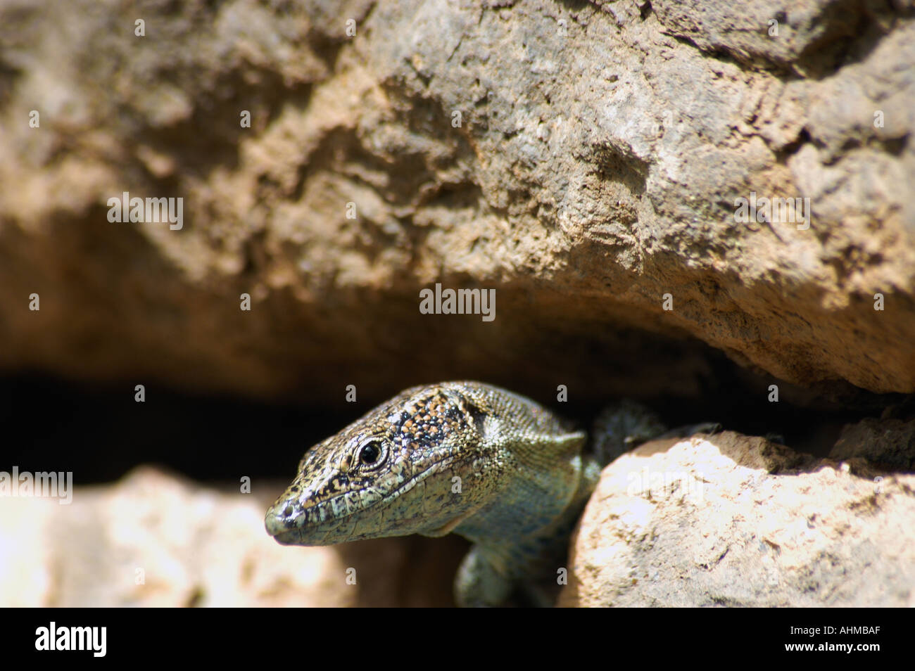 Moorish Gecko Tarentola mauritanica Lizard Stock Photo - Alamy