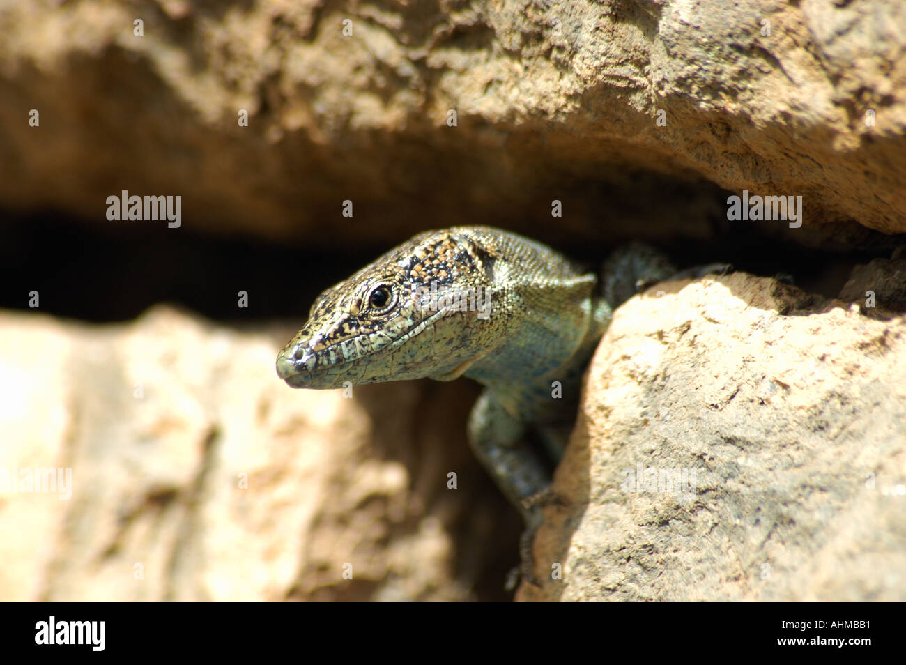 Moorish Gecko Tarentola mauritanica Lizard Stock Photo - Alamy