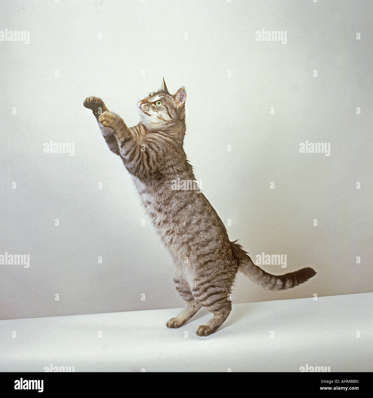 domestic cat - standing - cut out Stock Photo - Alamy