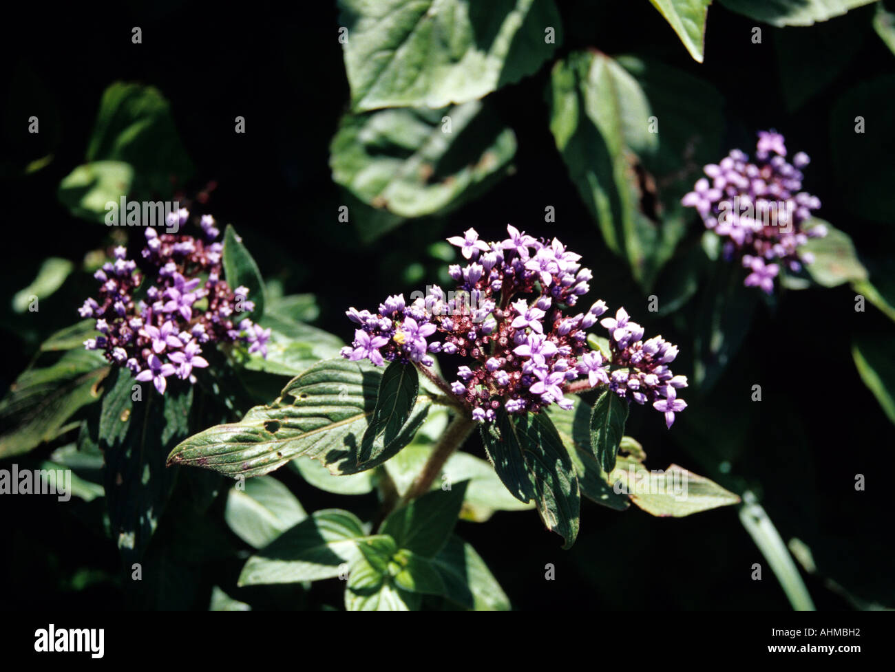 WILD FLOWER IN MUNNAR KERALA Stock Photo - Alamy
