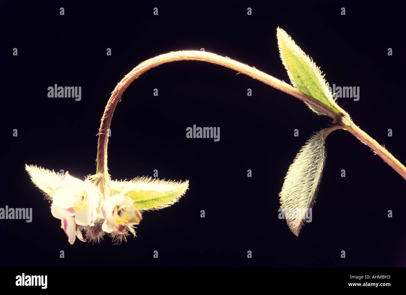 WILD FLOWER IN MUNNAR KERALA Stock Photo - Alamy