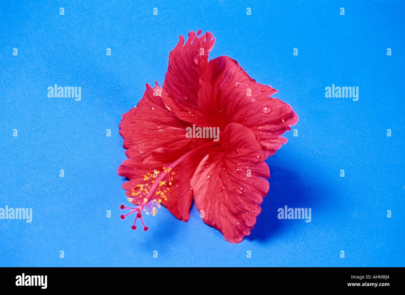 Chembarathi flower hi-res stock photography and images - Alamy