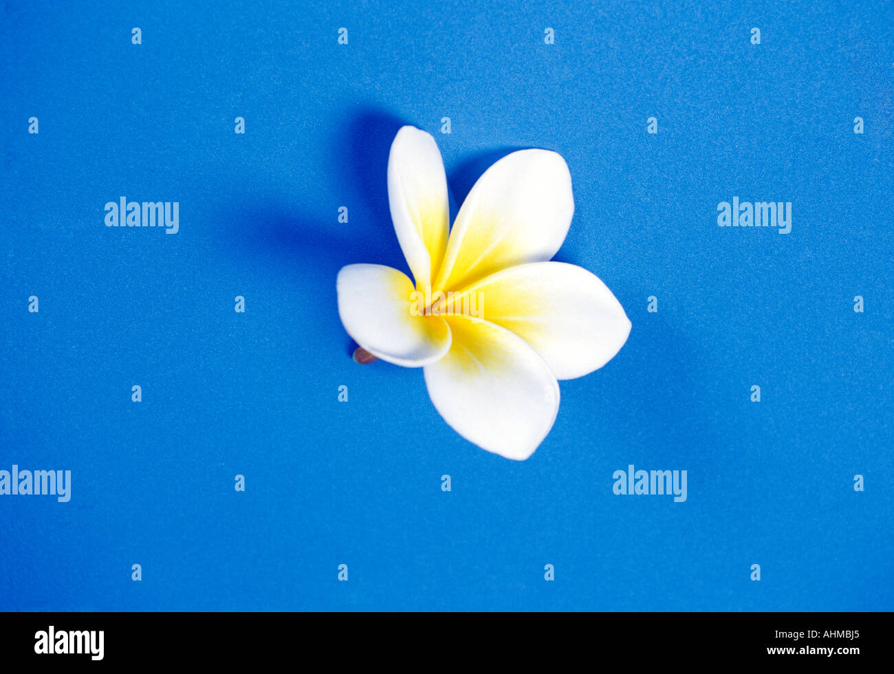 Michelia chambaka hi-res stock photography and images - Alamy