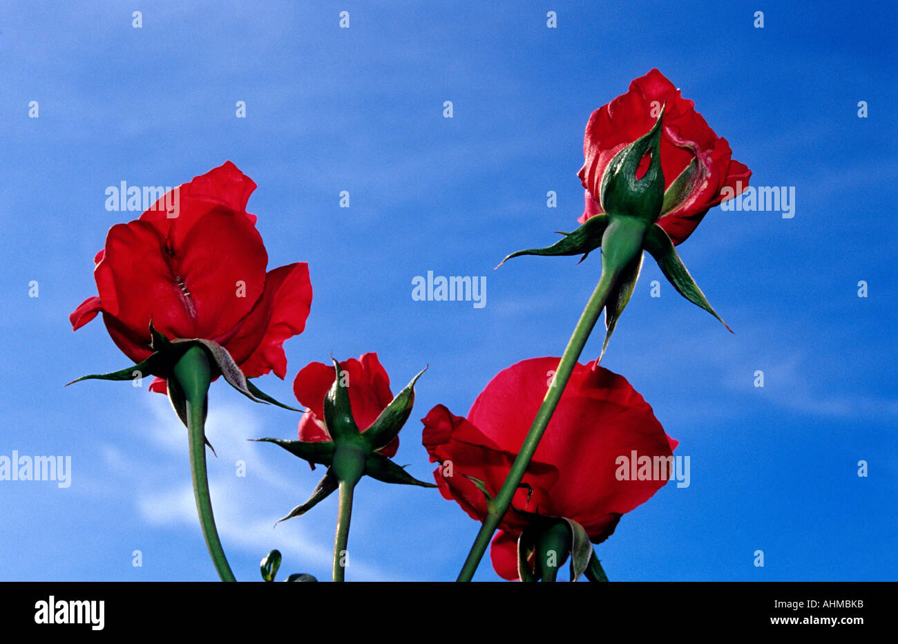 Kerala rose flowers hi-res stock photography and images - Alamy