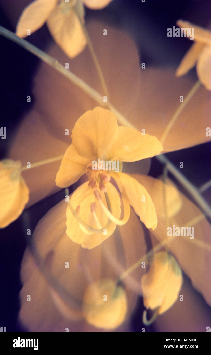 CASSIA FISTULA OR KANIKKONNA KERALA Stock Photo - Alamy