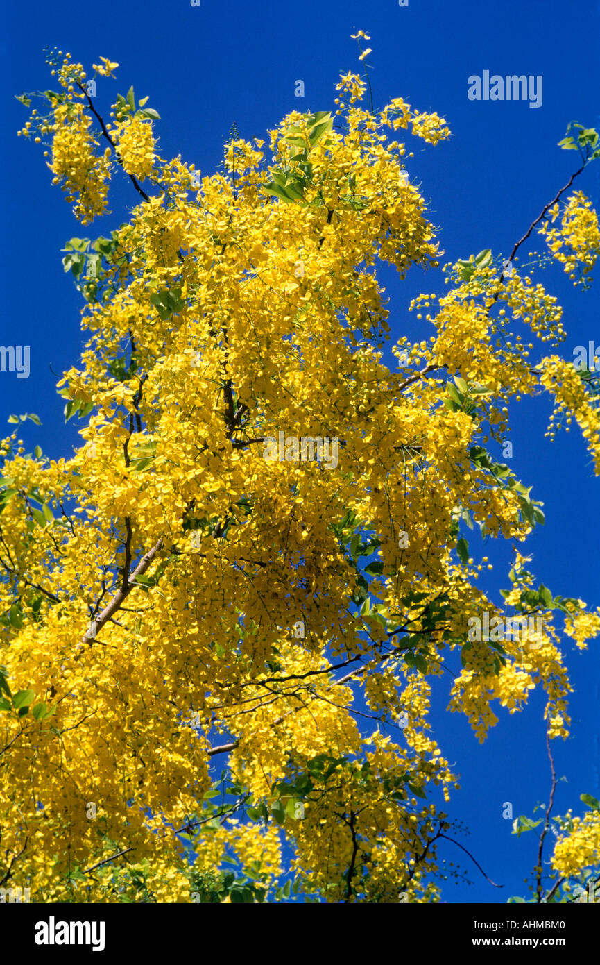 CASSIA FISTULA OR KANIKKONNA KERALA Stock Photo - Alamy
