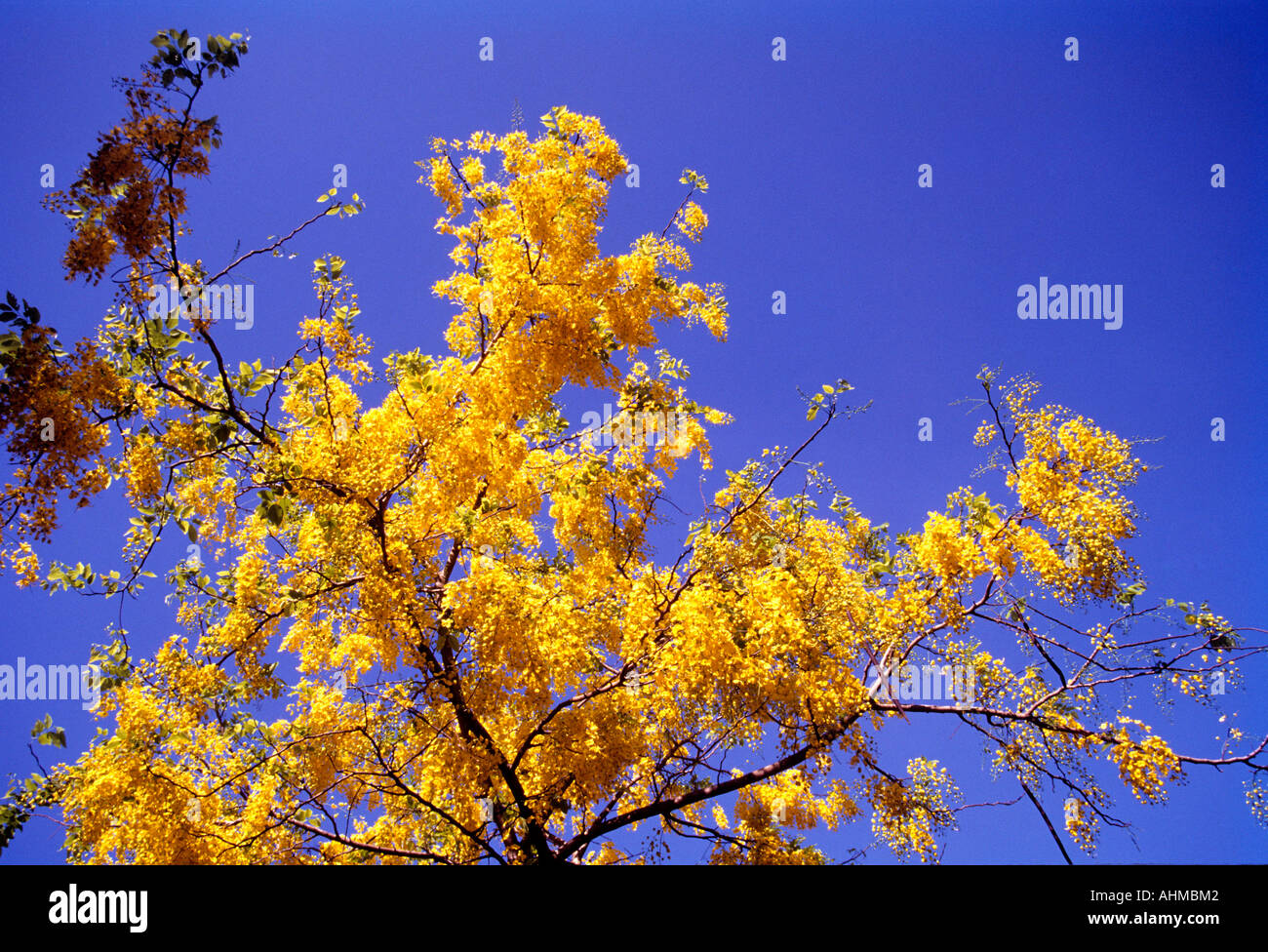CASSIA FISTULA OR KANIKKONNA KERALA Stock Photo - Alamy