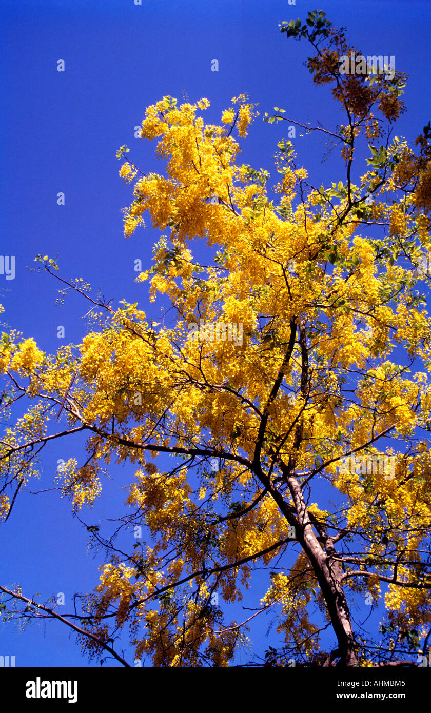 Kanikonna flowers hi-res stock photography and images - Alamy