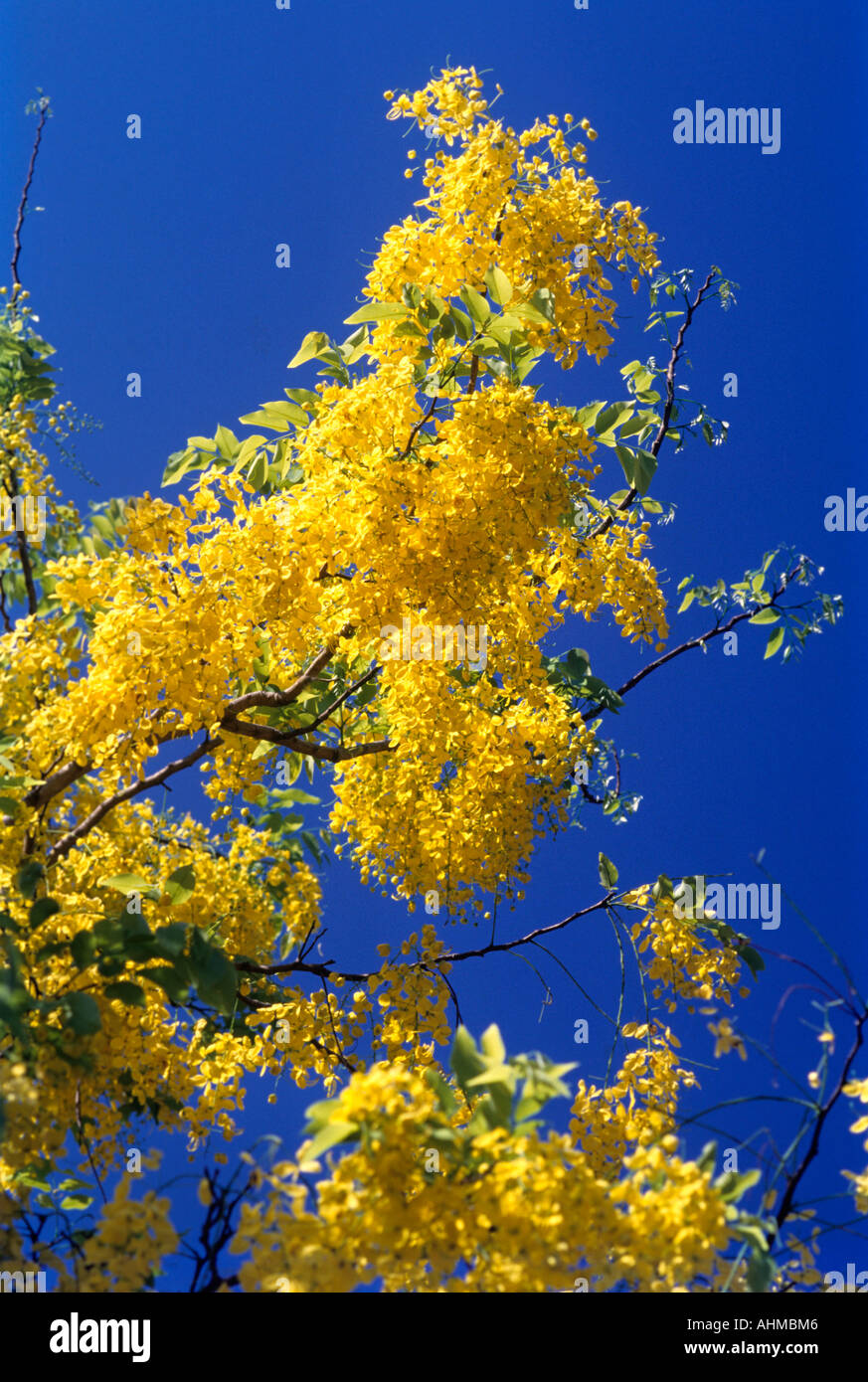 CASSIA FISTULA OR KANIKKONNA KERALA Stock Photo - Alamy