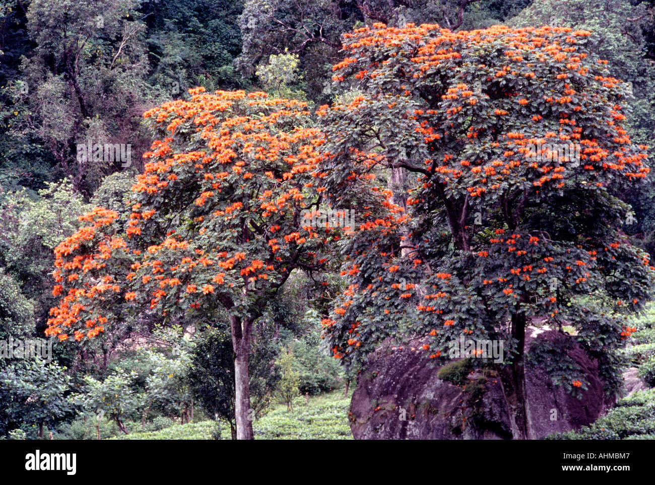 Spathodea campanulata full tree hi-res stock photography and images - Alamy
