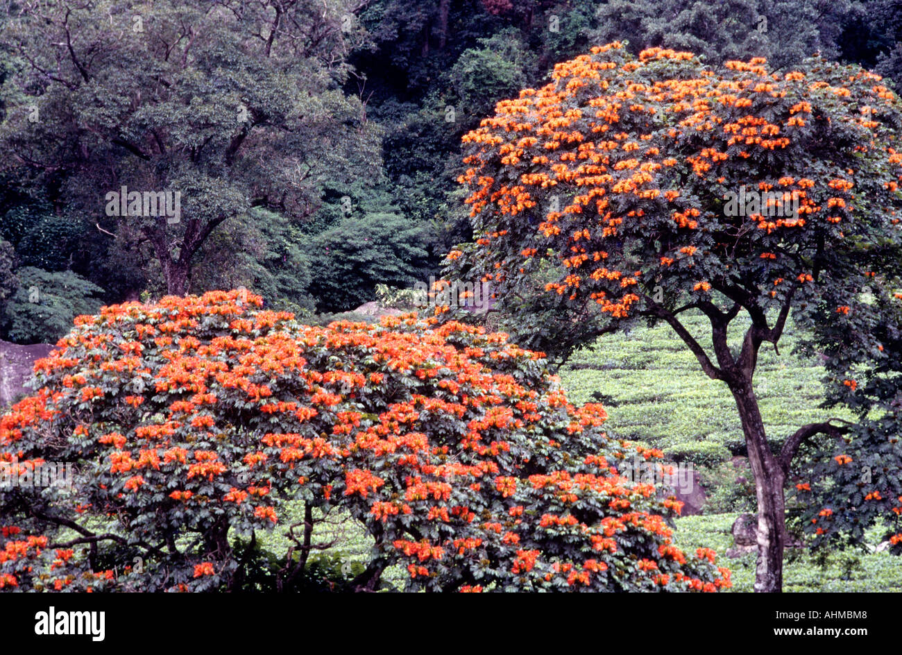 Spathodea campanulata full tree hi-res stock photography and images - Alamy