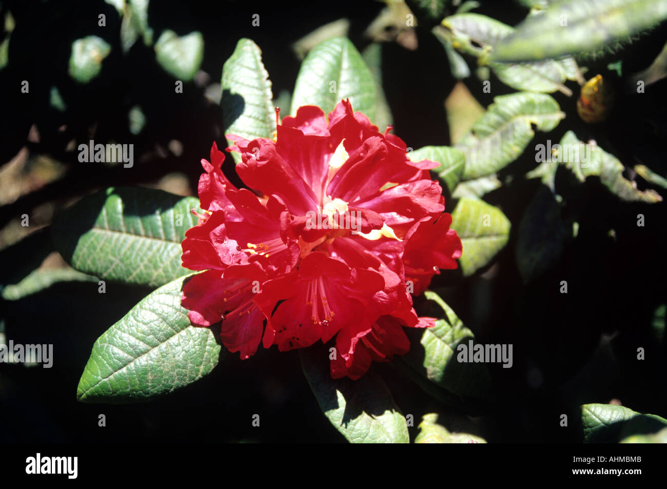 WILD FLOWER IN MUNNAR KERALA Stock Photo - Alamy