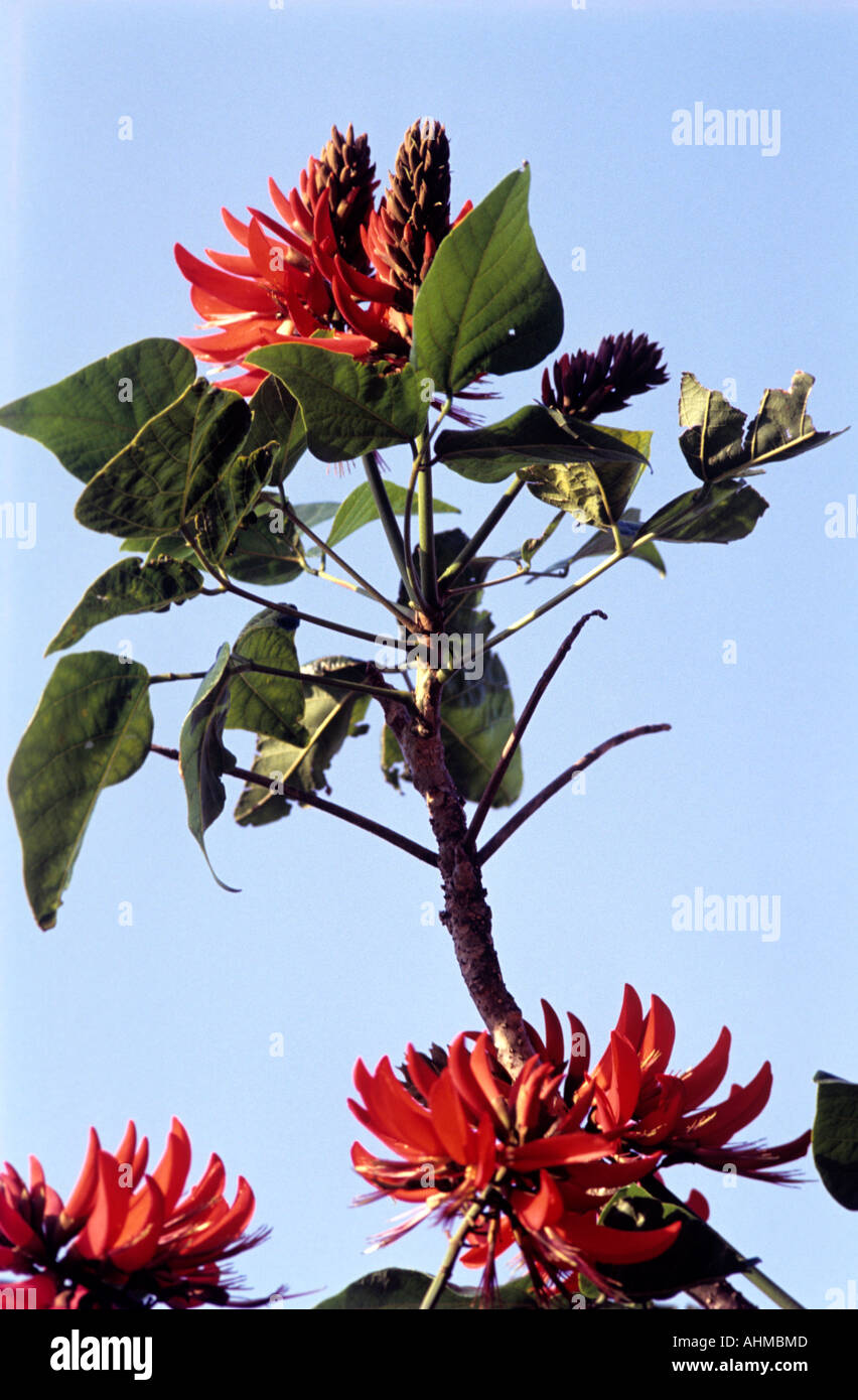 SPATHODEA IN MUNNAR KERALA Stock Photo - Alamy