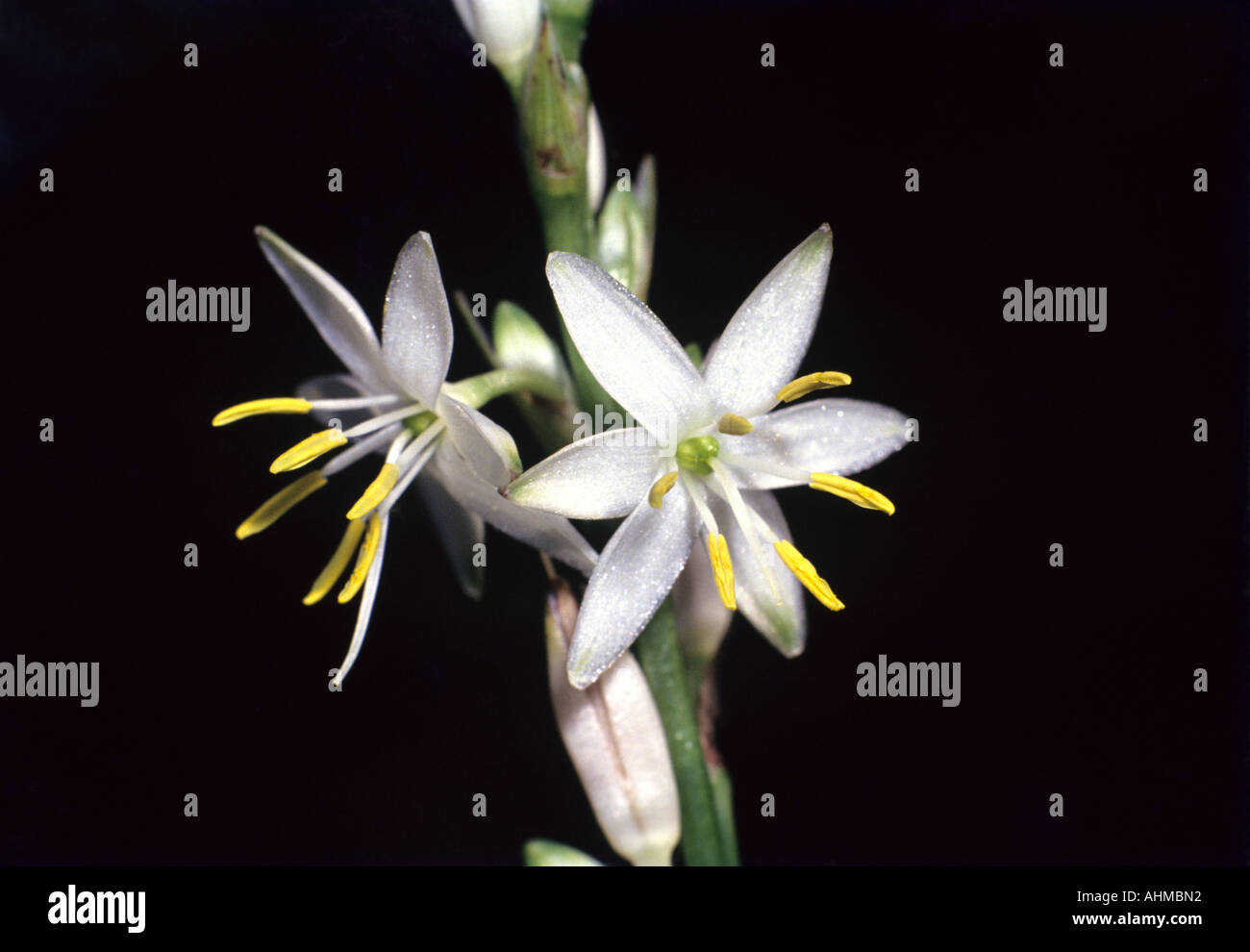 WILD FLOWER IN MUNNAR KERALA Stock Photo - Alamy