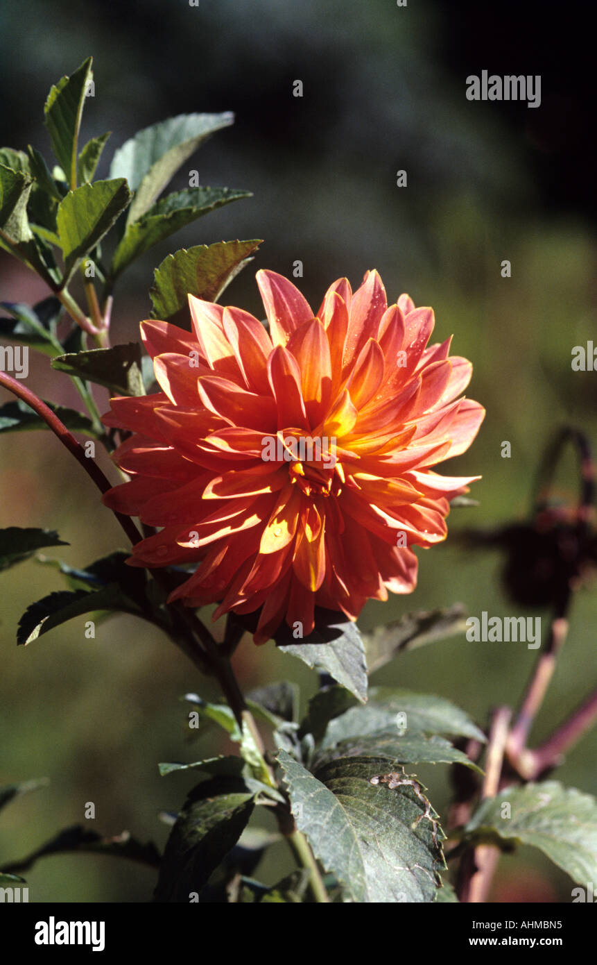 GARDEN FLOWER IN MUNNAR Stock Photo - Alamy