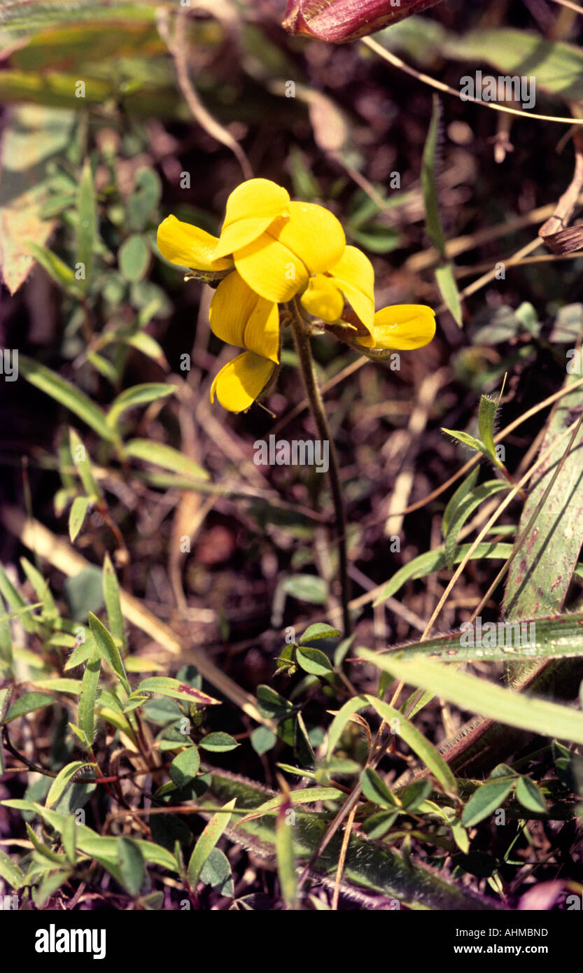 Kerala Forest Flowers