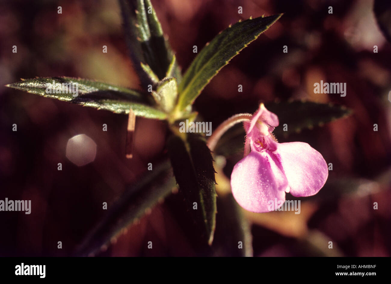 WILD FLOWER IN MUNNAR KERALA Stock Photo - Alamy