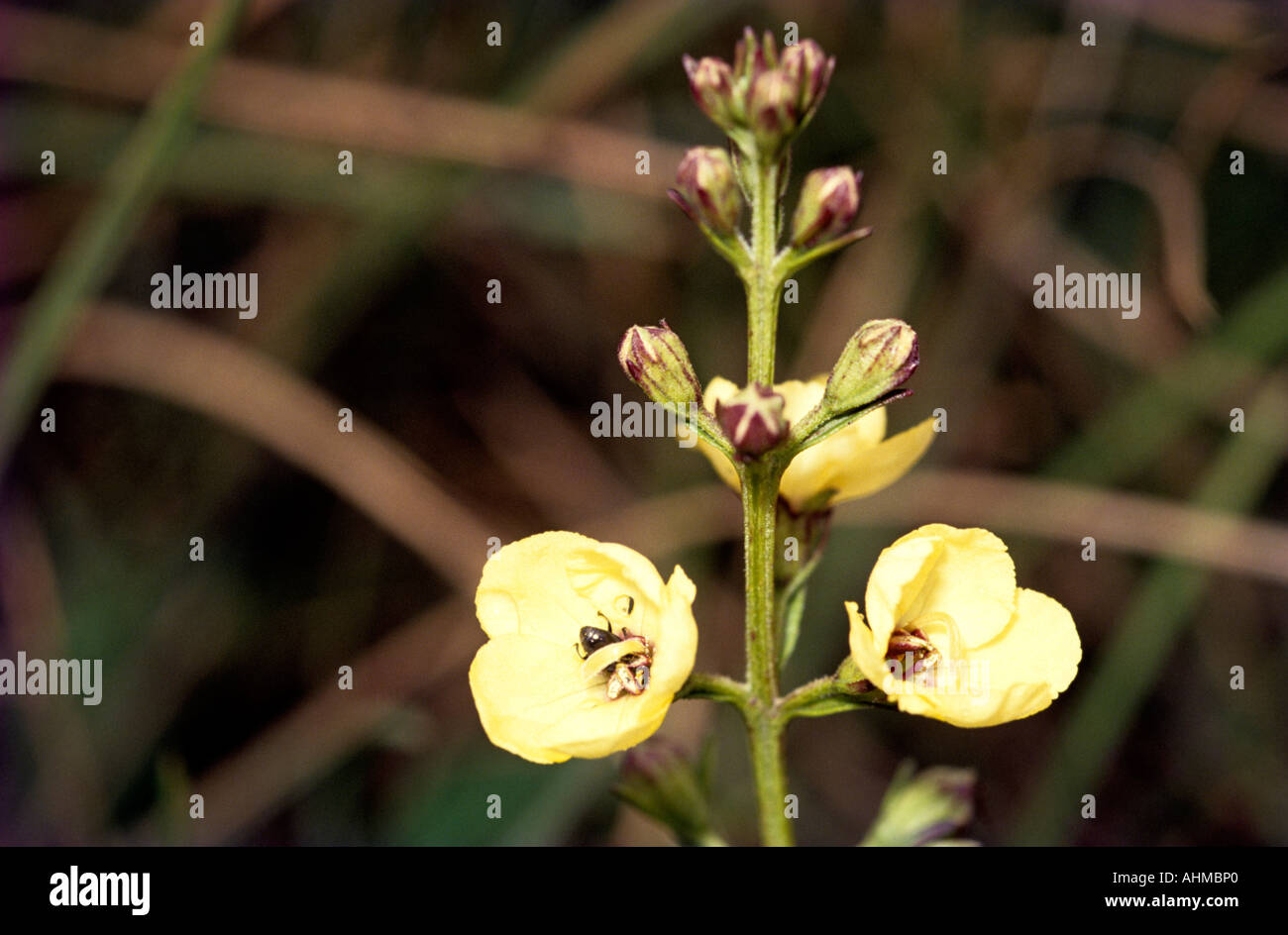 Flowers in munnar kerala hi-res stock photography and images - Alamy