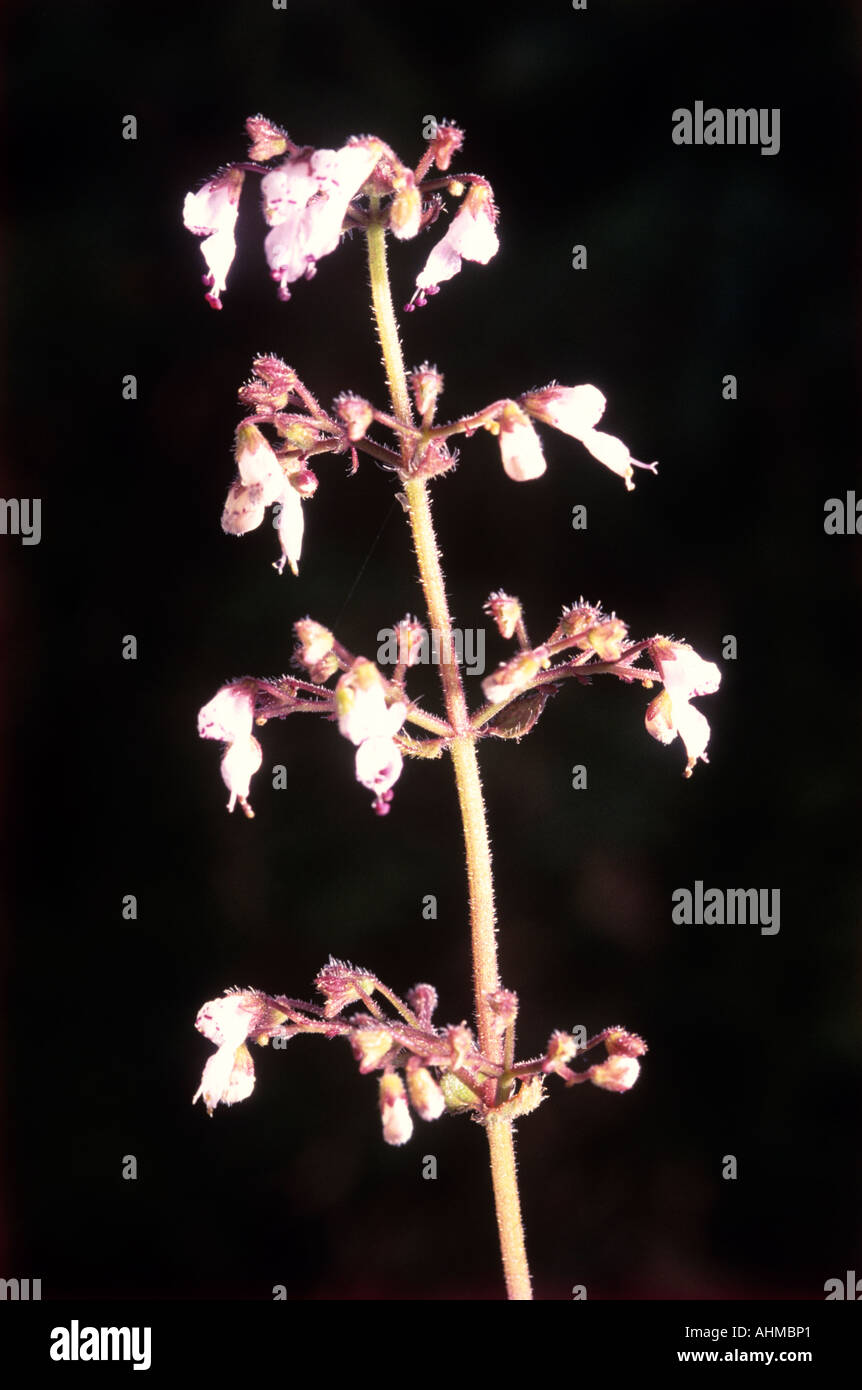 WILD FLOWER IN MUNNAR KERALA Stock Photo - Alamy