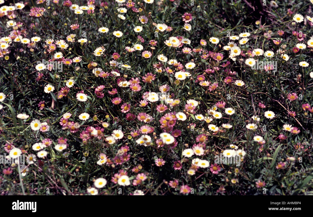 WILD FLOWER IN MUNNAR KERALA Stock Photo - Alamy