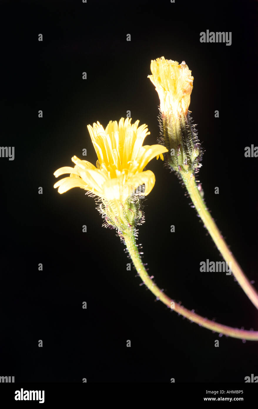 Flowers in munnar kerala hi-res stock photography and images - Alamy