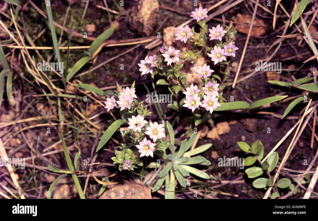 WILD FLOWER IN MUNNAR KERALA Stock Photo - Alamy