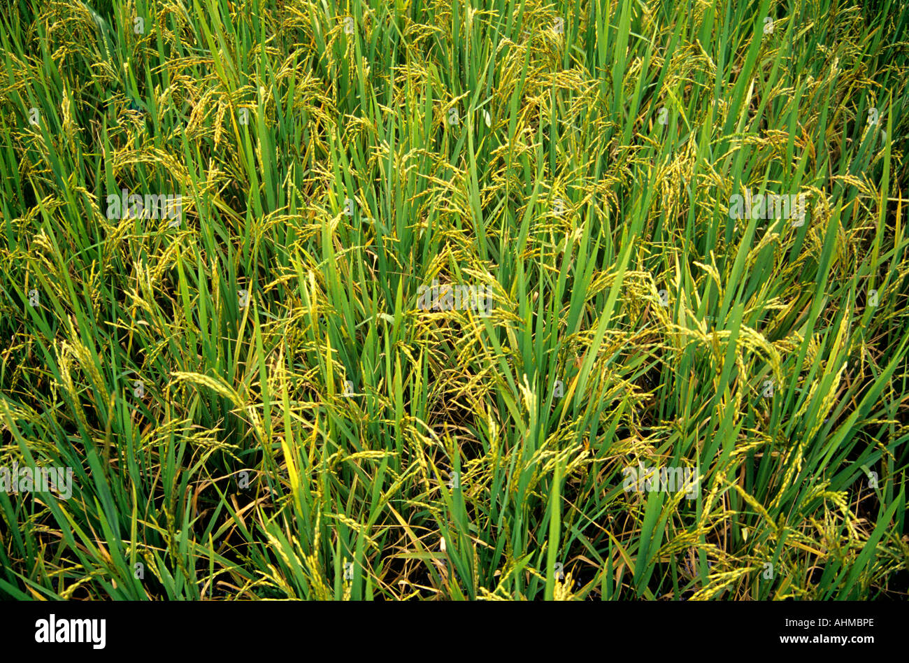 PADDYFIELDS OF KERALA Stock Photo - Alamy