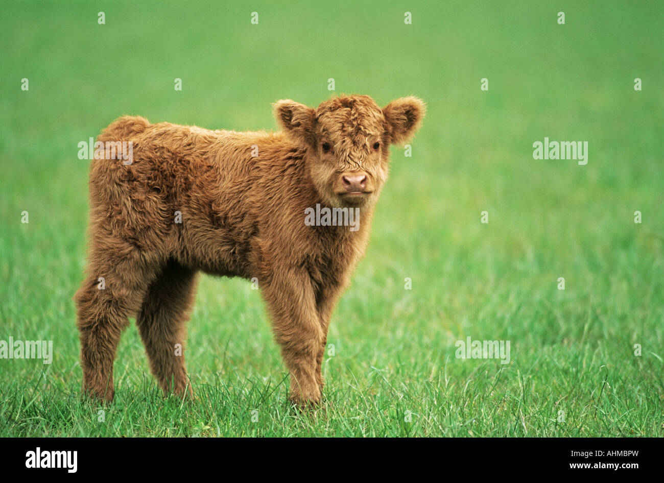 Highland cattle - calf standing on meadow Stock Photo - Alamy