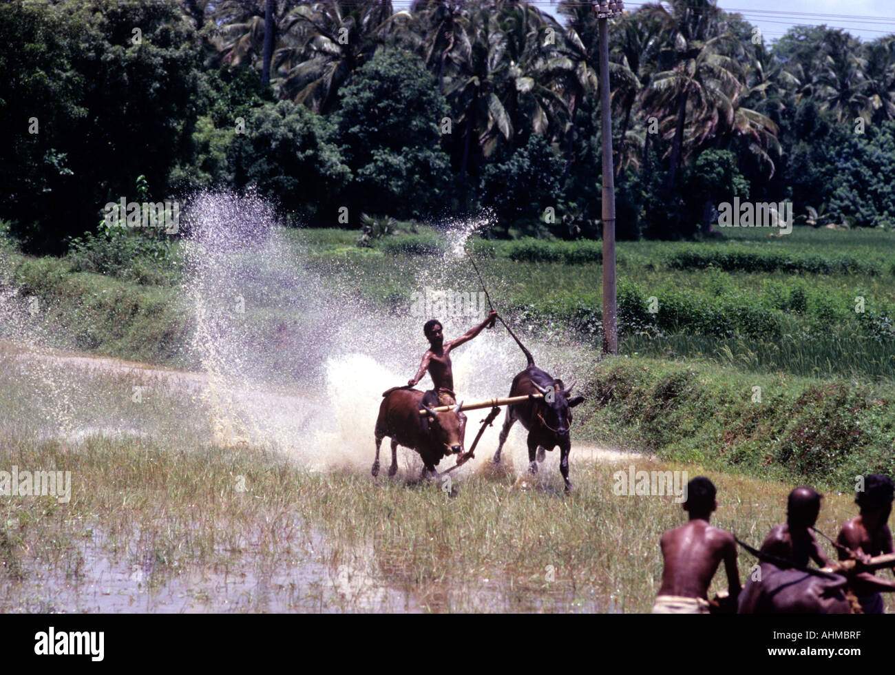 Traditional bull race in kerala hi-res stock photography and images - Alamy