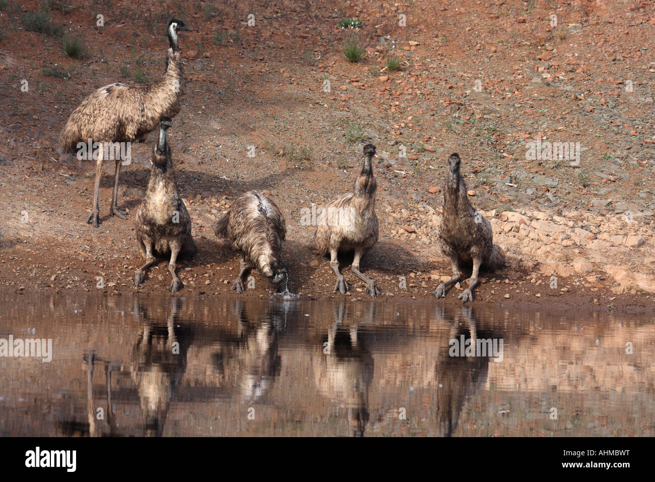 Group of emus hi-res stock photography and images - Alamy