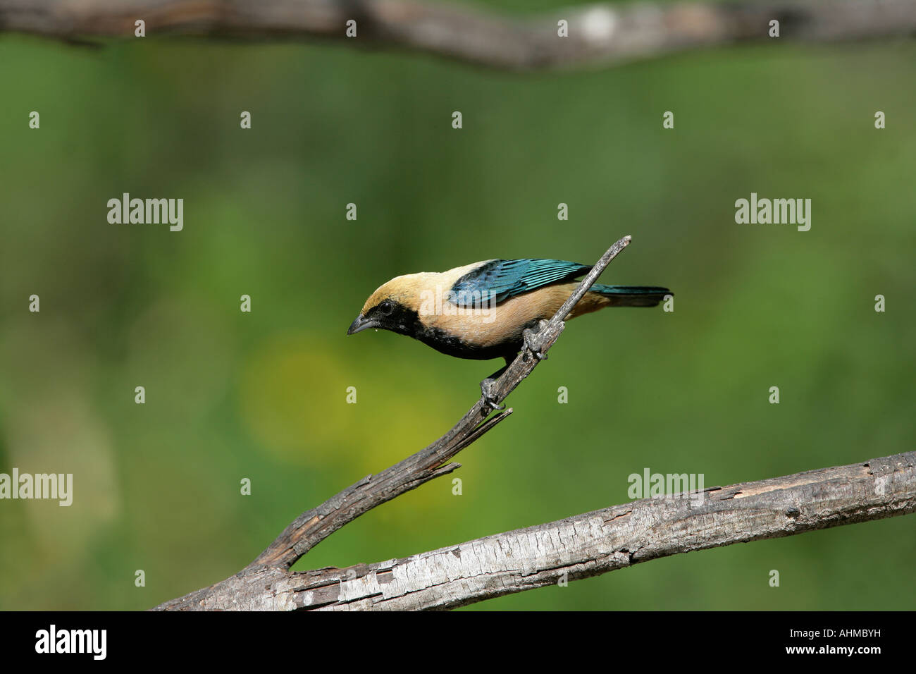 Burnished buff tanager Tanagara cayana Brazil Stock Photo - Alamy