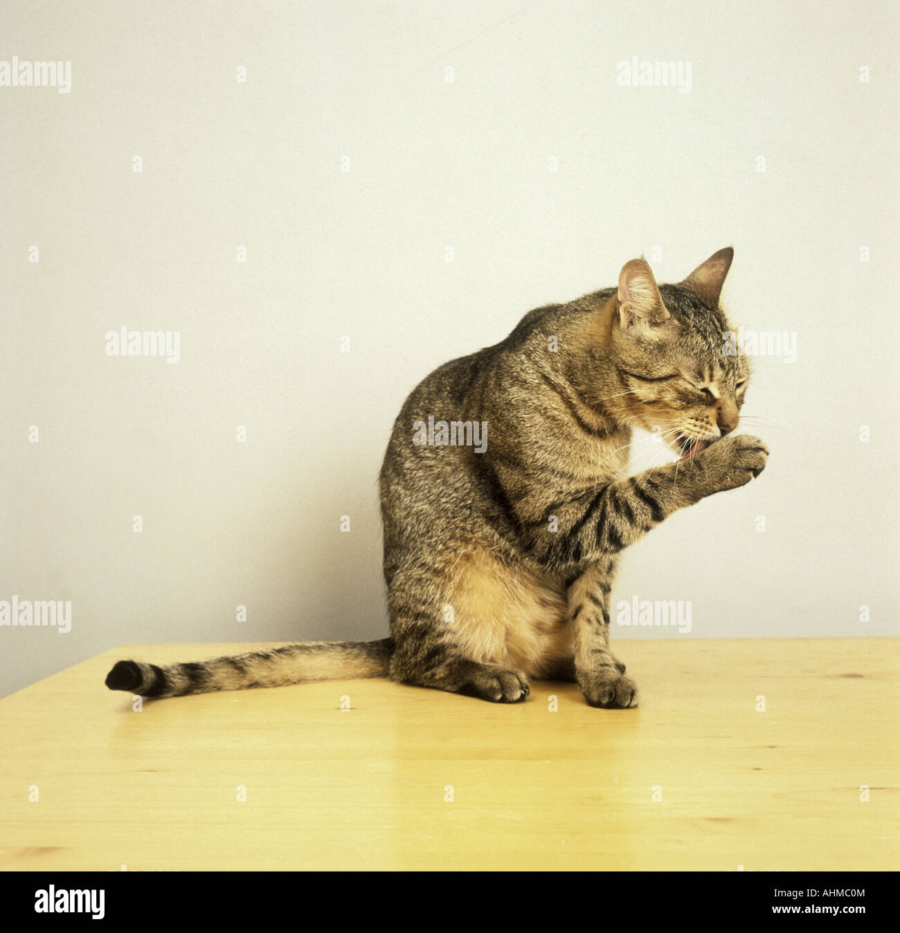 domestic cat - preening itself Stock Photo - Alamy