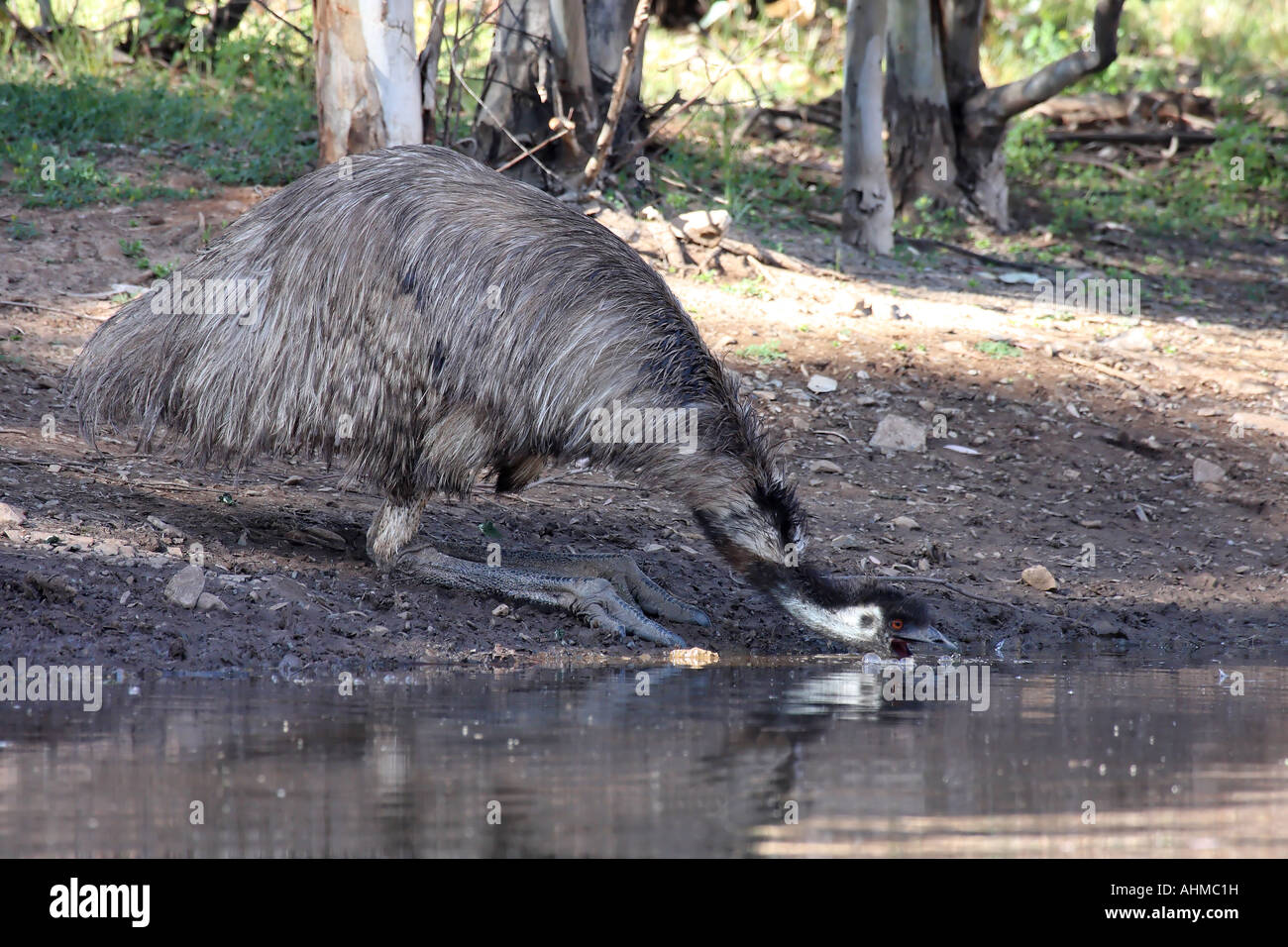 Emu, dromaius novaehollandiae, single adult drinking Stock Photo - Alamy