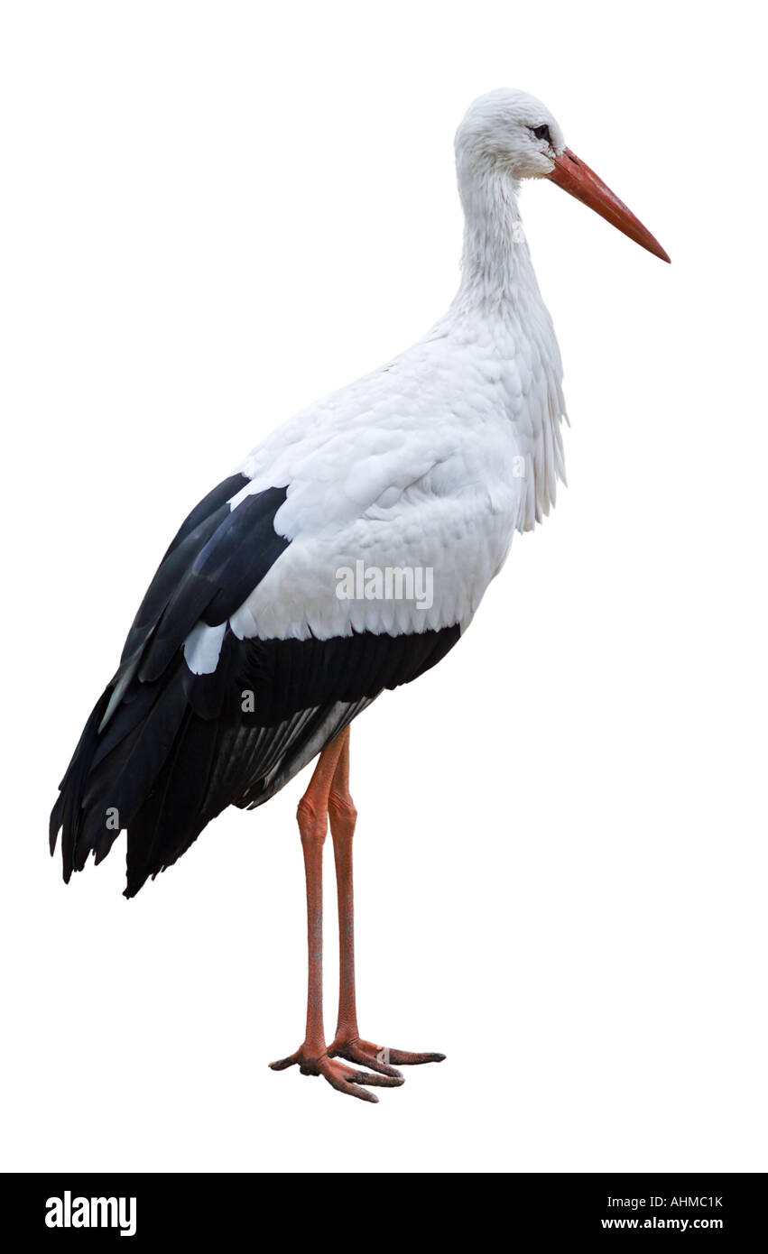 Bird hi-res stock photography and images - Alamy