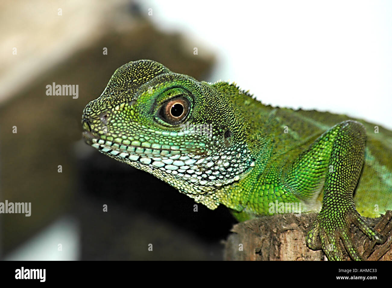 Green Water Dragon Stock Photo - Alamy