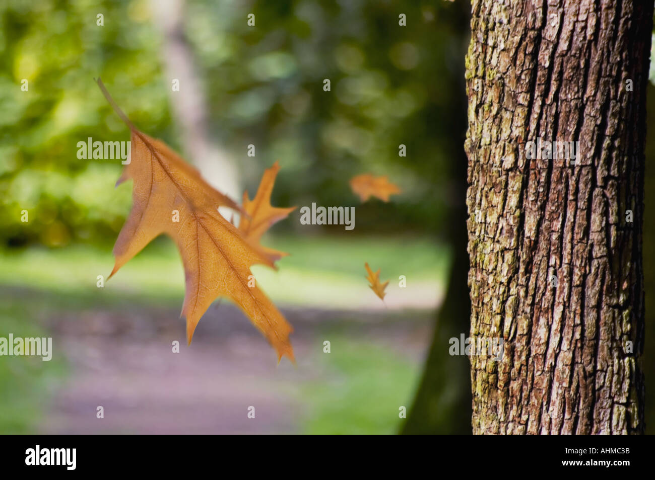 Autumn Leaves falling from a tree Stock Photo - Alamy