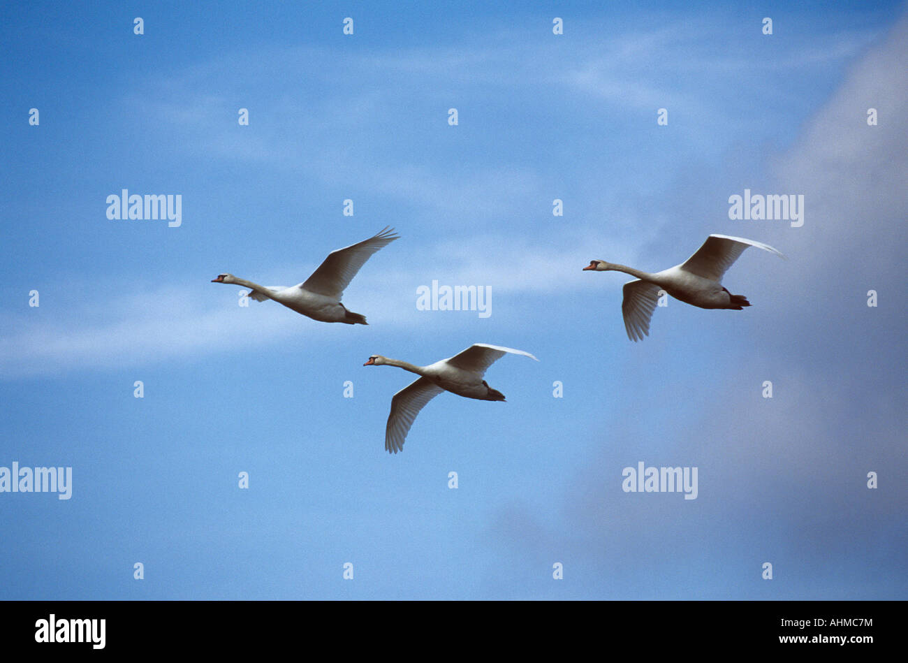 Three flying birds hi-res stock photography and images - Alamy