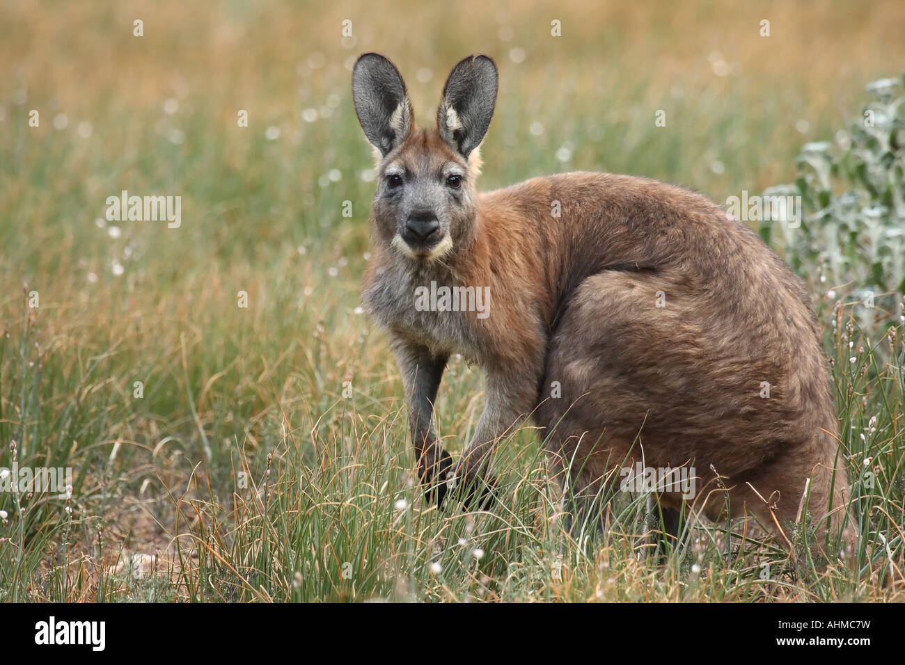 Wallaroo or Euro, macropus robustus, single adult Stock Photo - Alamy