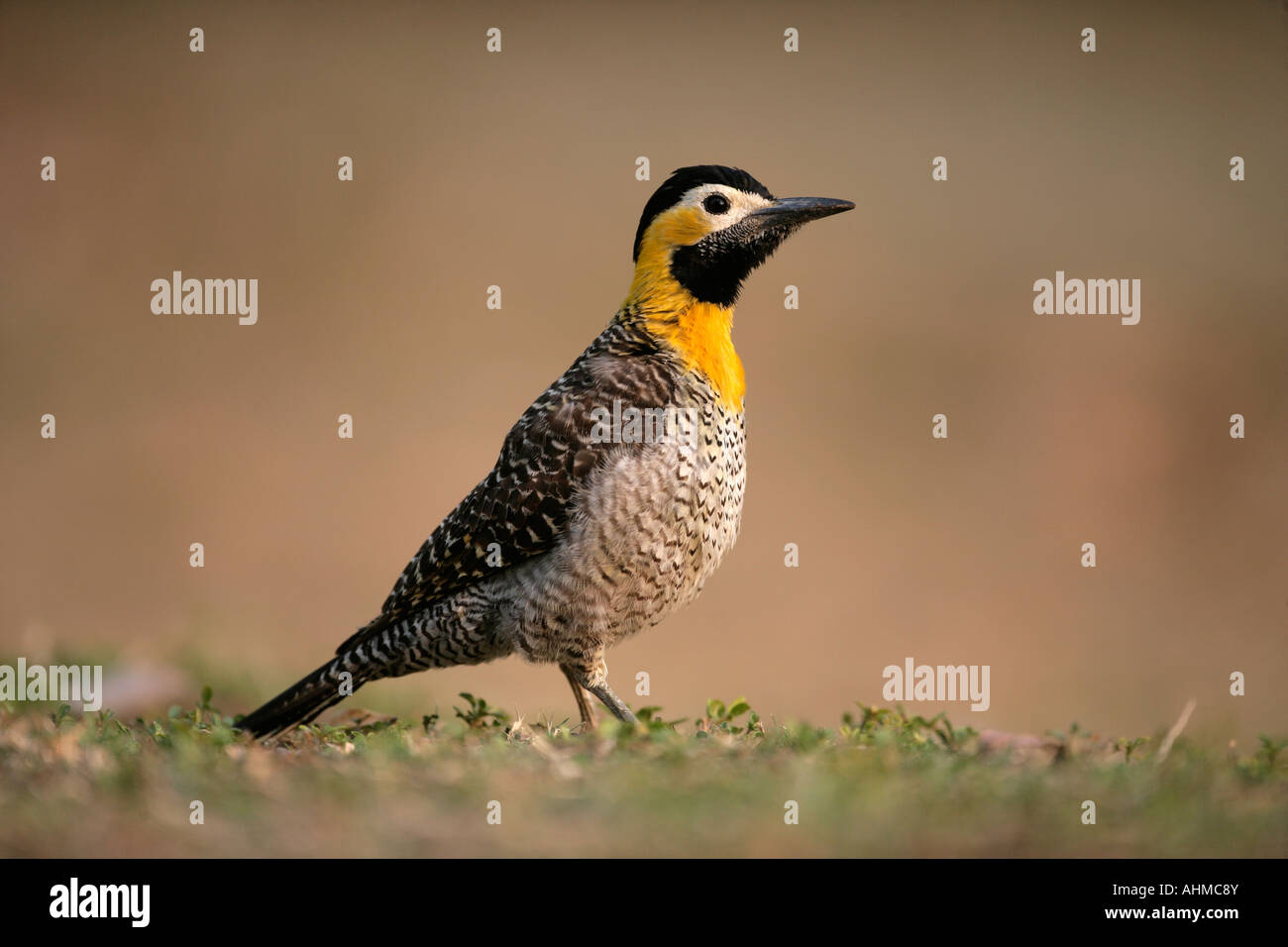 Campo flicker Colaptes campestris Stock Photo - Alamy