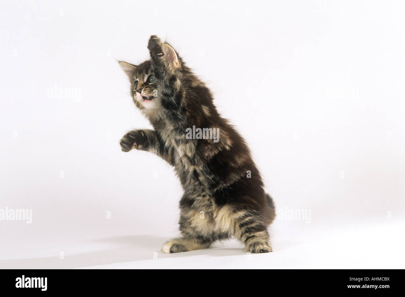 young Maine Coon - standing - cut out Stock Photo - Alamy