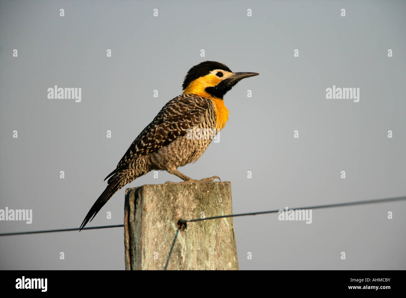Campo flicker Colaptes campestris Brazil Stock Photo - Alamy