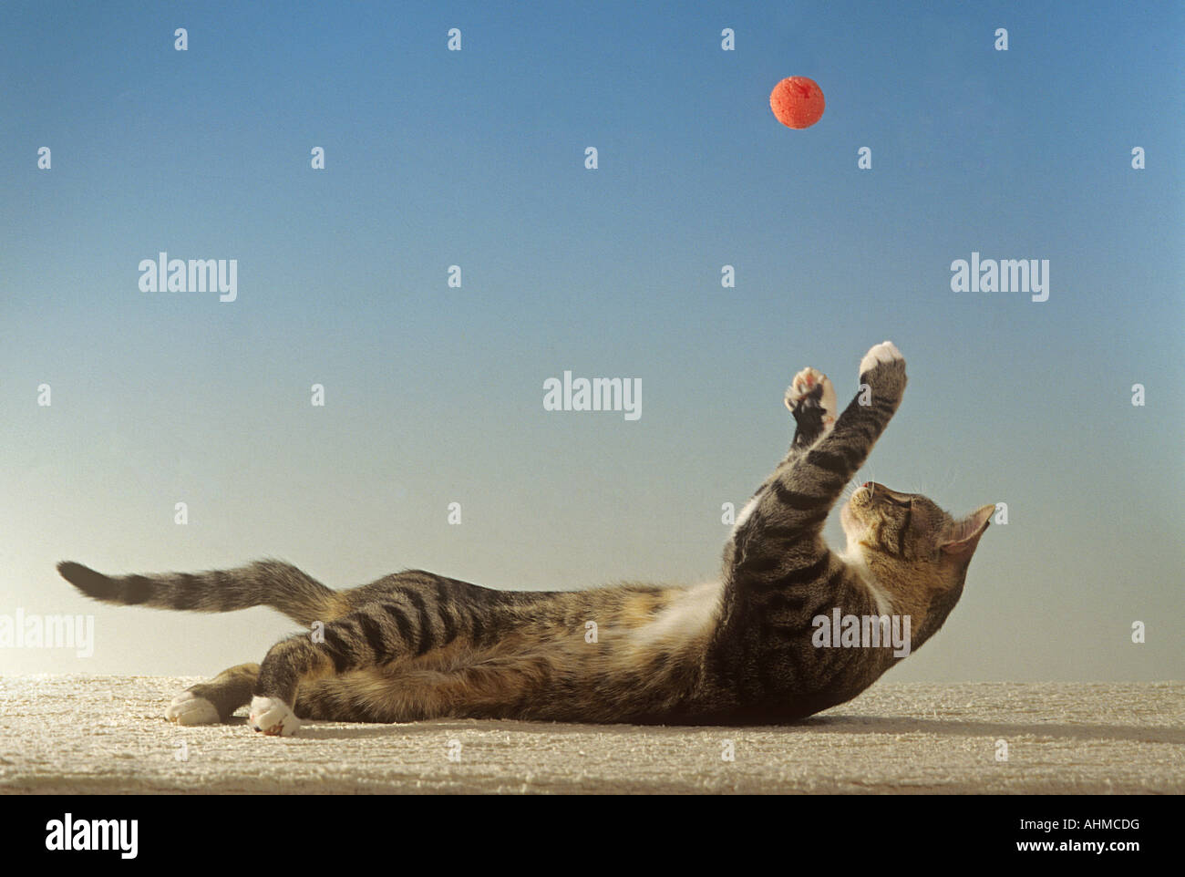 domestic cat - playing with ball Stock Photo - Alamy