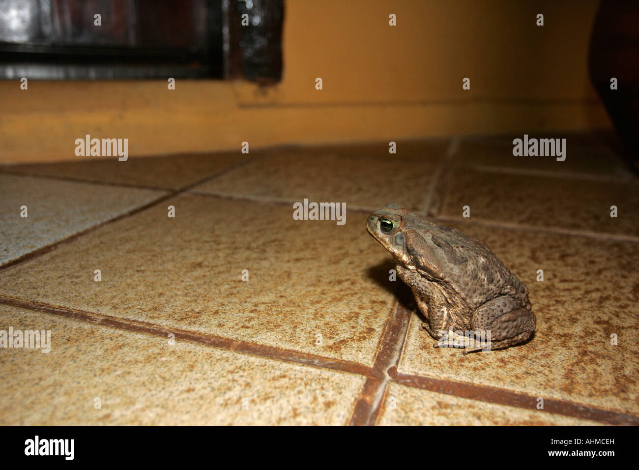 Cane toad Bufo marinus Stock Photo - Alamy