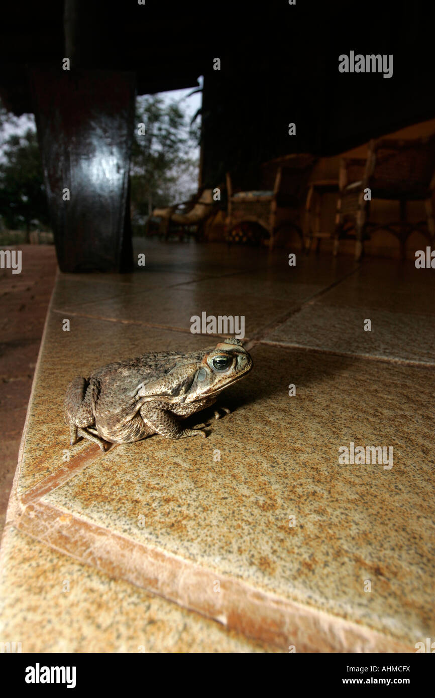 Cane toad Bufo marinus Stock Photo - Alamy