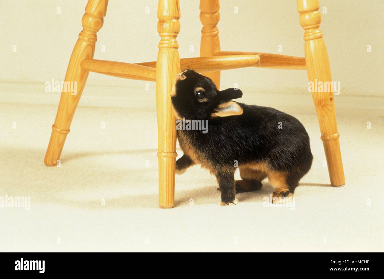 Pygmy rabbit. A male (buck) marks a chair with its chin gland Stock ...
